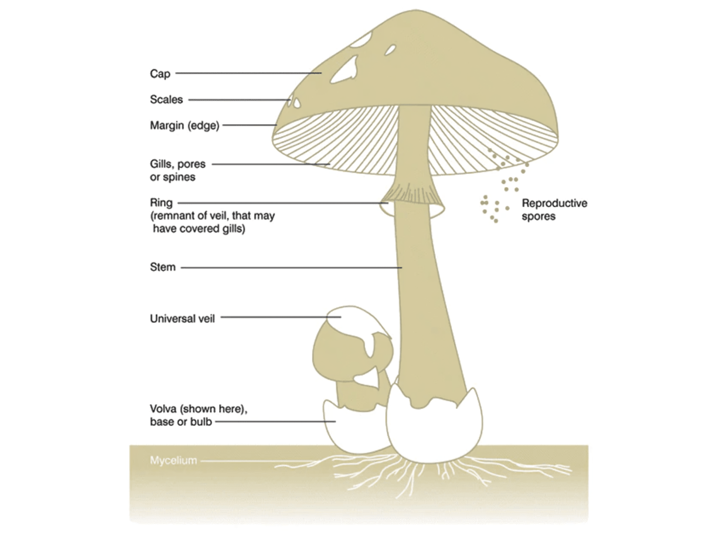 Anatomy of a Mushroom | Organic Mushrooms